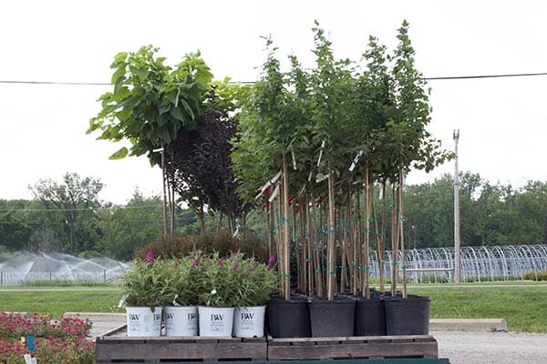 Horticulture Associates - Quality Wholesale Nursery Stock Source